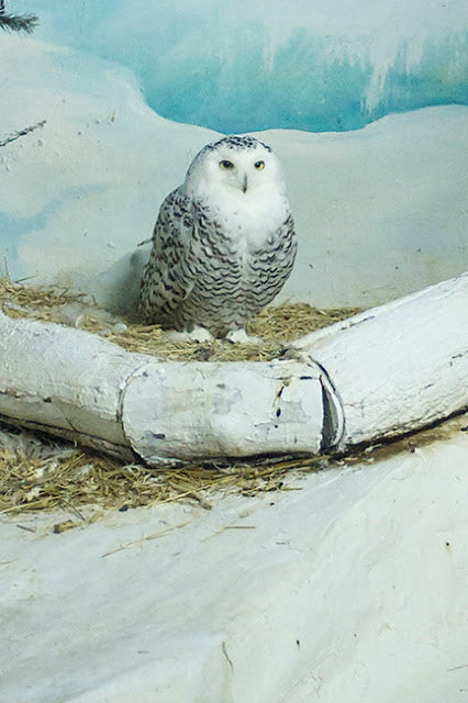 The Nervous Photographer – Camera Electronic